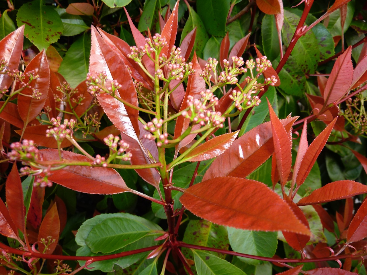 Les feuillages colorés pour embellir son jardin